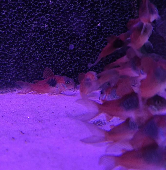 Kirys wenezuela orange PROMOCJA!!! Aktualnie rezerwacja wszystkich ry ...