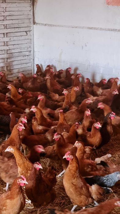 Kurki nioski młode KURY Z JAJEM z wybiegu.Posiadamy Wszystkie rasy KUR ...