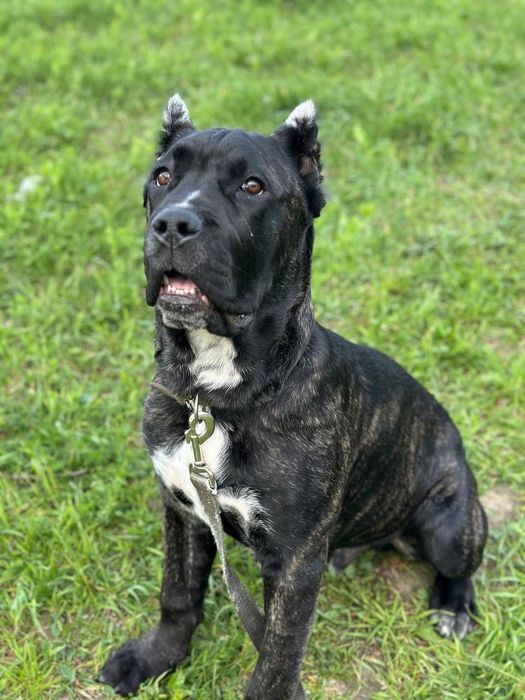 Кане Корсо 1.год 2 месяца: 1 000 грн. - Собаки Запоріжжя на Olx