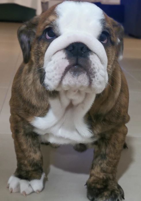 Bulldog inglês macho Regueira de Pontes • OLX Portugal