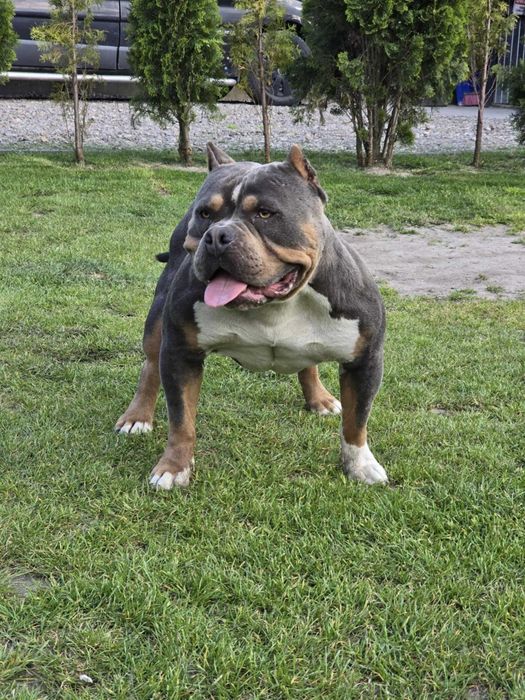 American bully pocket pies dorosły Garbatka-Letnisko • OLX.pl