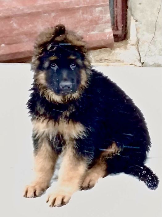 Owczarek niemiecki dlugowlosy szczeniak mocnej budowy grubej kosci ...