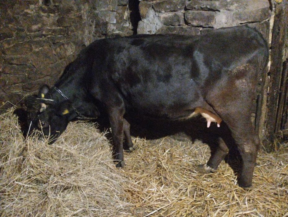 Krowa limousine mieszana Ostrowiec Świętokrzyski • OLX.pl