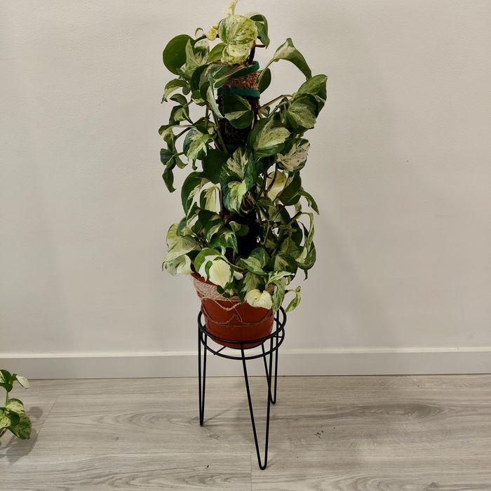 Epipremnum "Manjula Pothos" // planta interior Rio de Mouro • OLX.pt