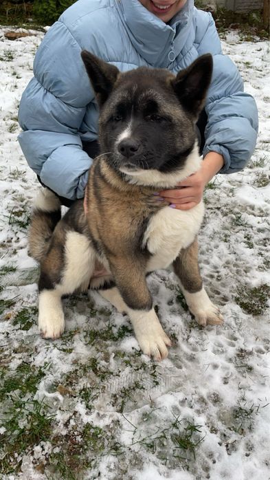 Akita Amerykańska suczka FCI Borowo • OLX.pl