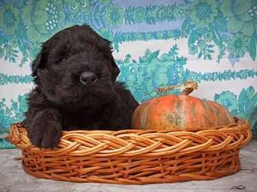 Цуценята Чорного Тер"єра. Документи FCI: 18 000 грн. - Собаки Київ на Olx