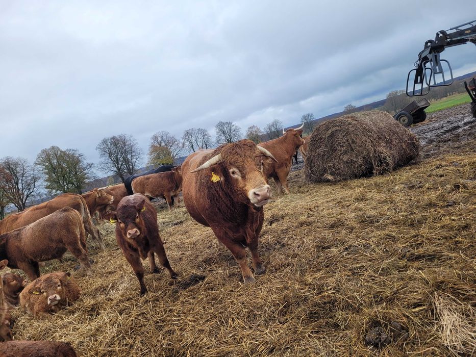 Byk lm 100%- żółta karta Chwarstno • OLX.pl