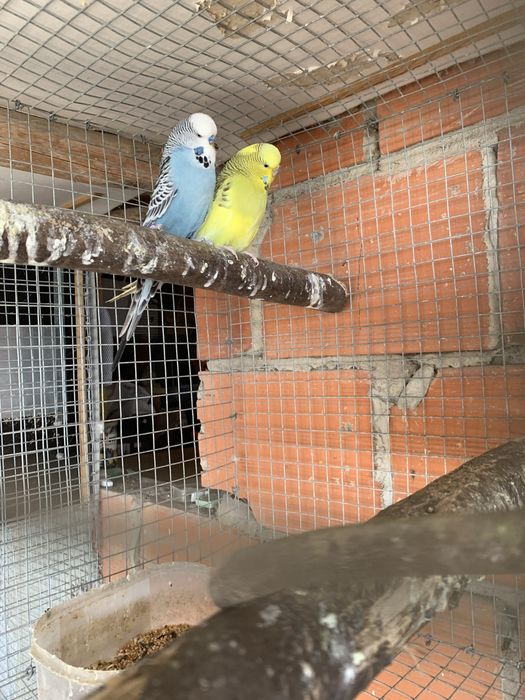 Periquitos ingles casal com gaiola e ninho Porto De Mós - São João ...