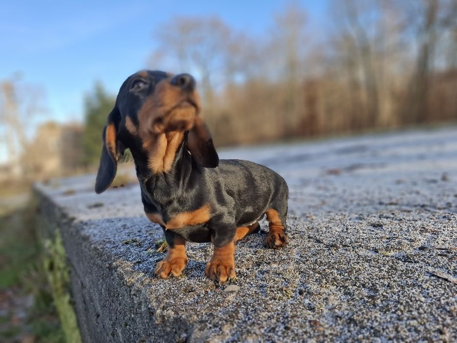 Jamnik miniaturowy szczeniak Koszalin • OLX.pl