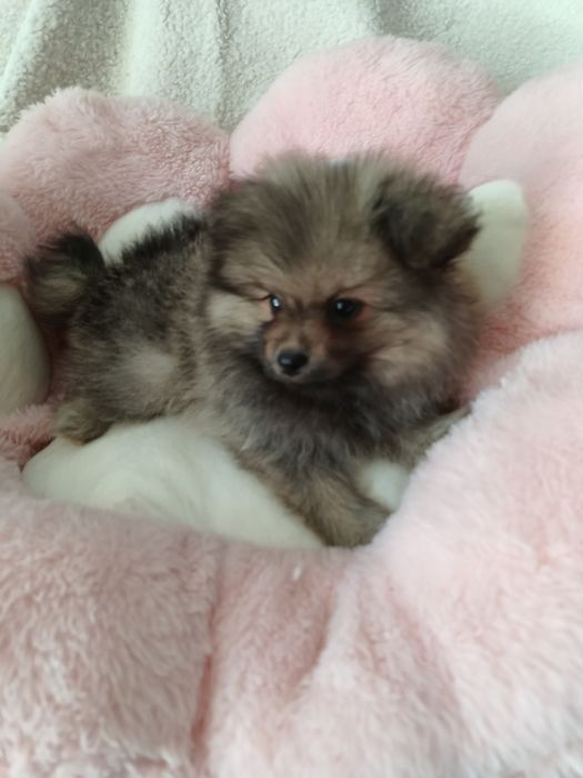 Psy rasowe szpic miniaturowy Sosnowiec • OLX.pl