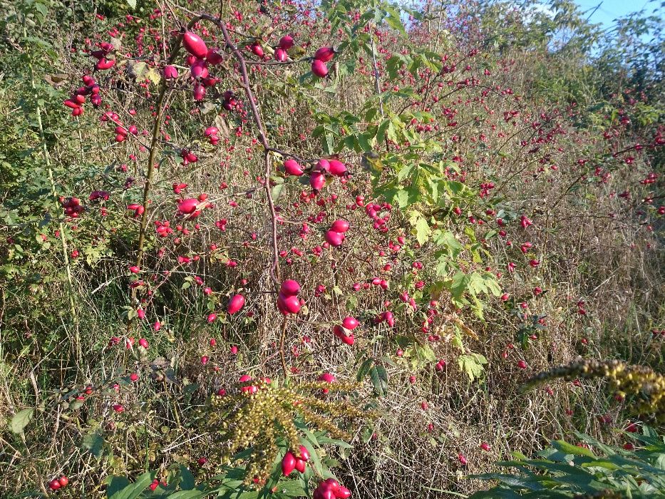 Dzika róża, canina, owoce dzikiej róży, głóg, czeremcha, kalina, dereń ...
