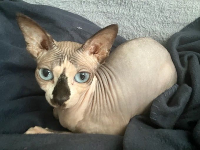 Kotka FPL Sfinks kanadyjski Warszawa Białołęka • OLX.pl