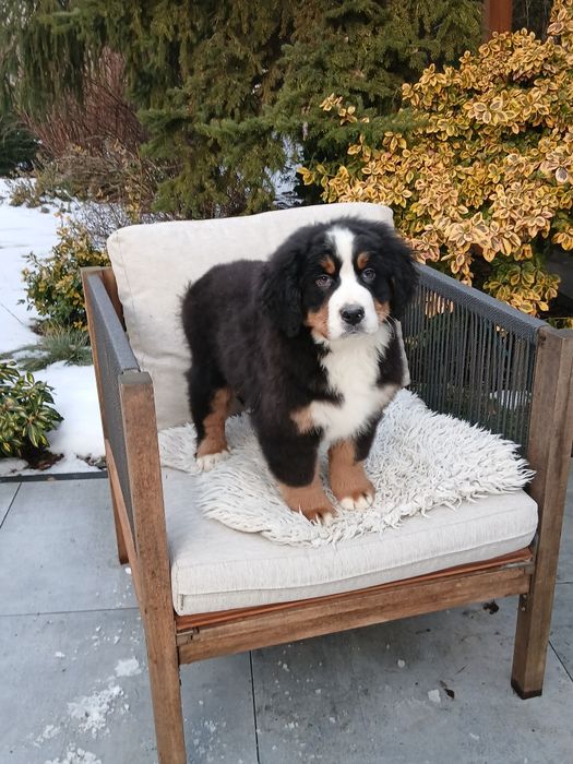 Berneński piesek MORIS,rodowód cztero pokoleniowy, ur.10.11.25 ...