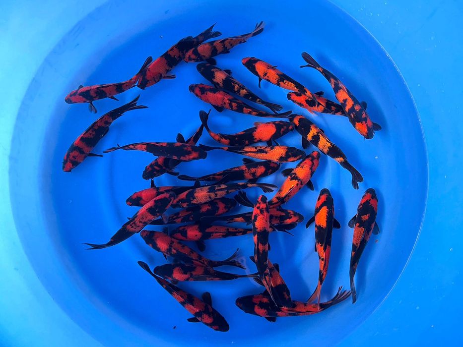 Japonskie Karpie koi legalna Bezpieczna wysyłka 24/7 Nowy Sącz • OLX.pl