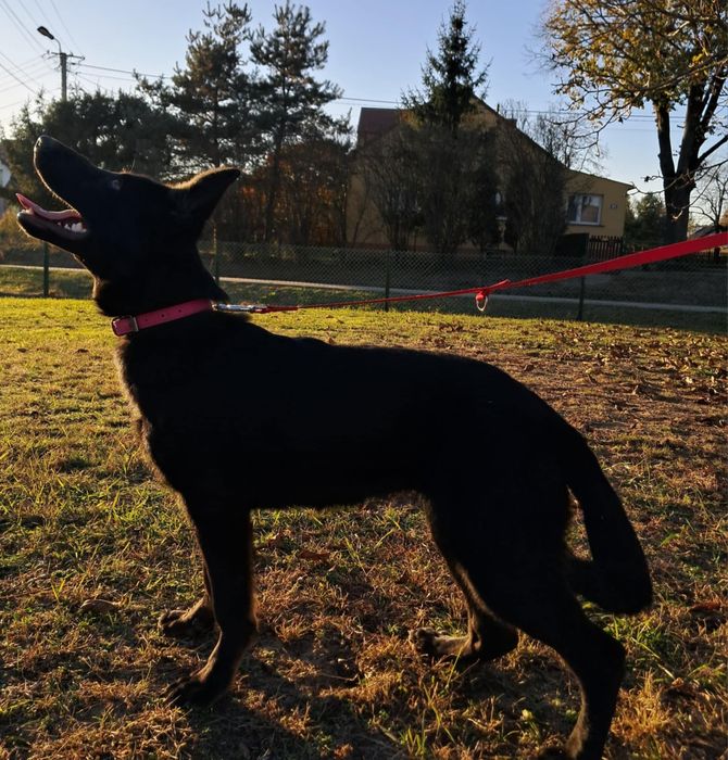 Owczarek niemiecki użytkowy FCI Siedlanka • OLX.pl