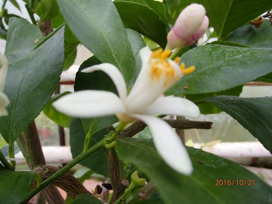 Sadzonka cytryny owocujacej -citrus meyeri w doniczce Szczawin • OLX.pl