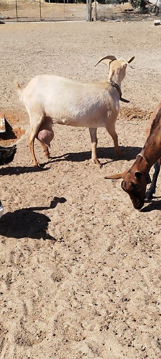 Disponíveis cabras adultas, sendo a branca saeen Poceirão E Marateca • OLX.pt