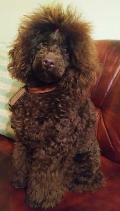 Rasowe psiaki na OLX! Sprawdź kategorię Psy rasowe - Strona 17