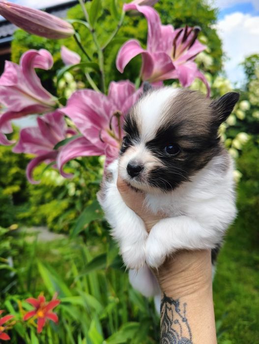 Papillon piesek ZKwP FCI Mysłowice • OLX.pl