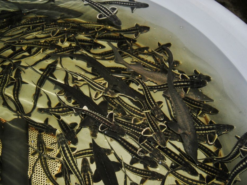 Karp kroczek 17-20cm 5zł (Amur Tołpyga Lin Jesiotr) Lubin • OLX.pl