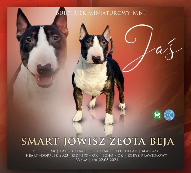 Reproduktor - bulterier miniaturowy FCI Bukowno • OLX.pl