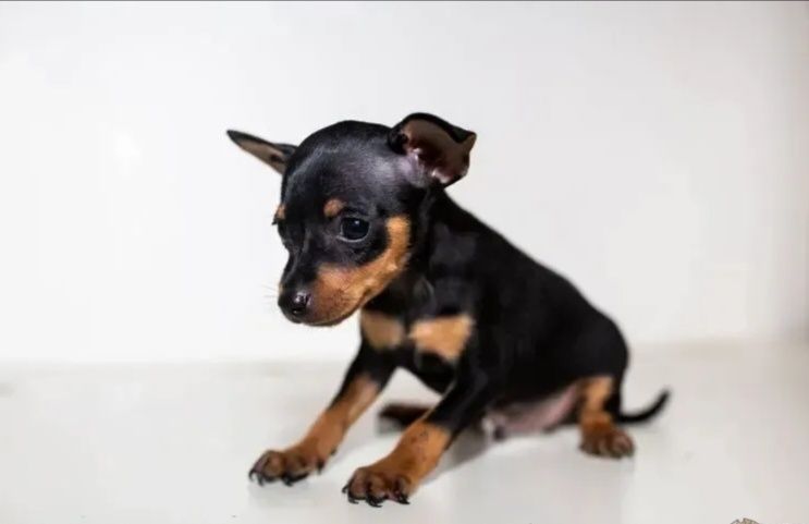 Pinczer miniaturowy Ratlerek Sarenka Opole • OLX.pl