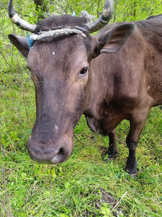 Корова на молоко: 20 000 грн. - Сільгосп тварини Дніпро на Olx