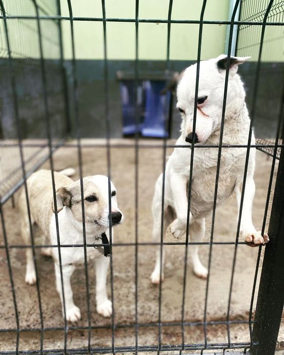 Pilnie poszukiwane domy stałe lub tymczasowe. Adopcja. Warszawa Praga ...