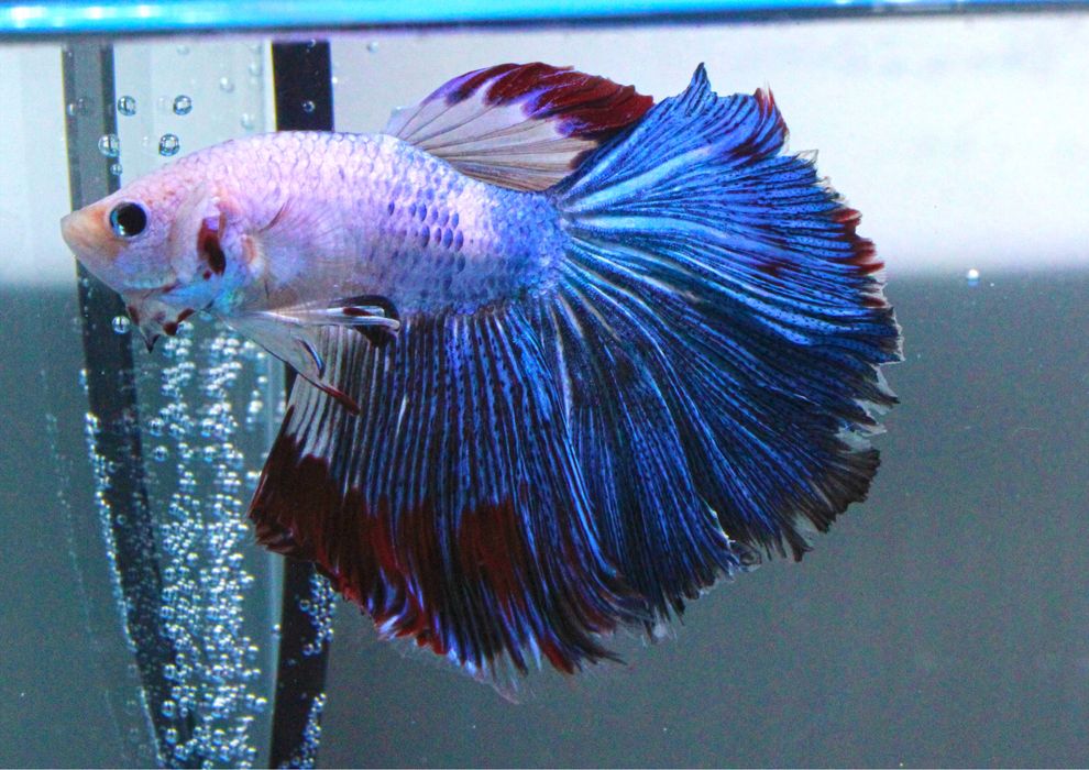 Betta Macho Halfmoon Blue and Red Marble Moita • OLX.pt