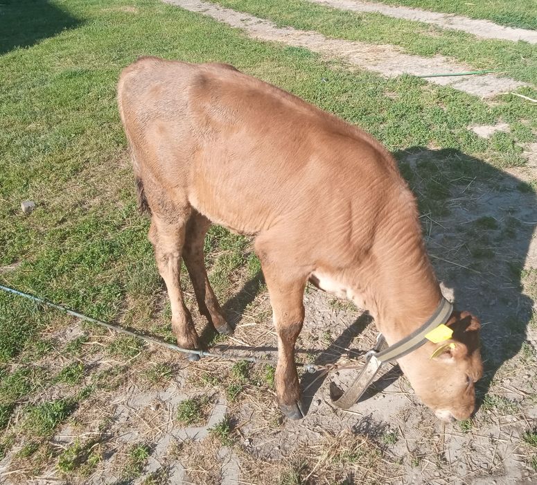 Cieliczka, cielę,krowa Jersey, polska czerwona Krosno • OLX.pl
