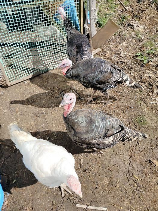 Sprzedam indyki staropolskie bojlery i kanadyjskie indyczka już niosą ...