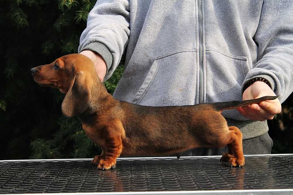 Jamnik Miniaturowy / Króliczy Krótkowłosy! Piesek Jamniki! Łódź ...