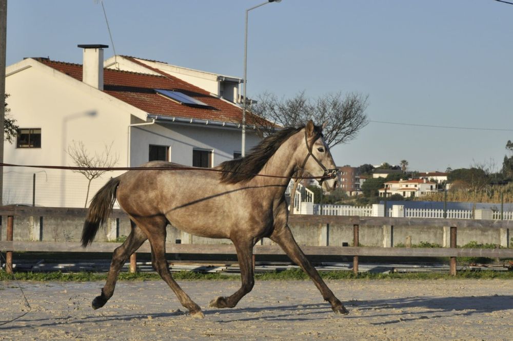 Poldro Puro Lusitano 34meses Carapinheira • OLX Portugal