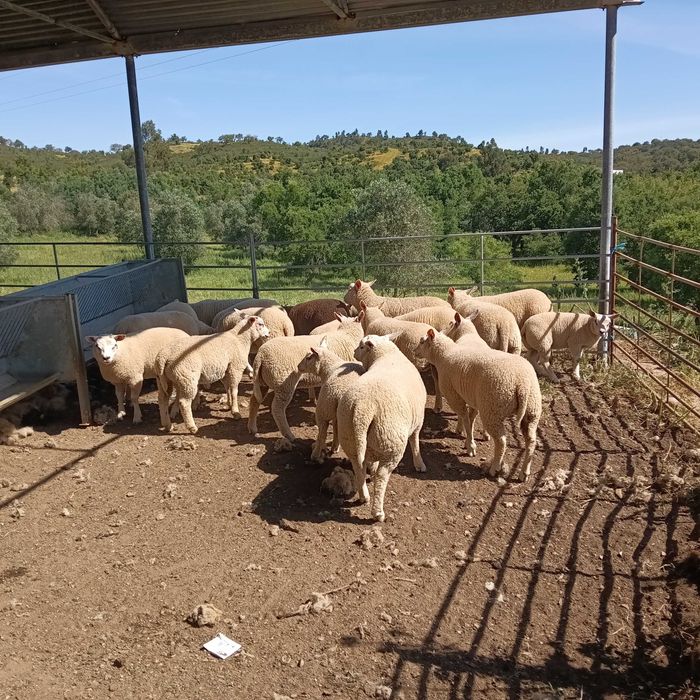 Borregos e Borregas Texel Odemira • OLX Portugal