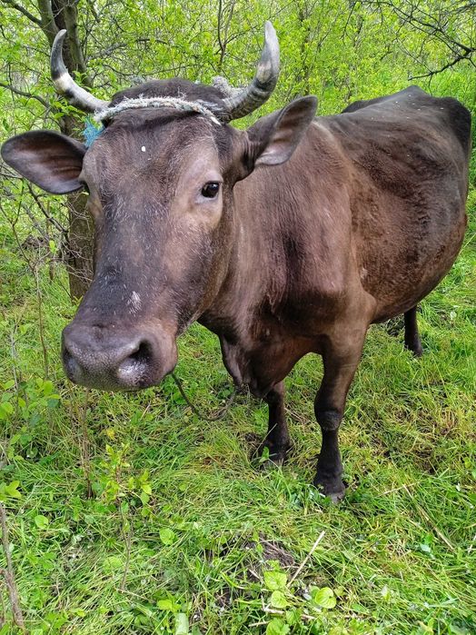 Корова на молоко: 20 000 грн. - Сільгосп тварини Дніпро на Olx