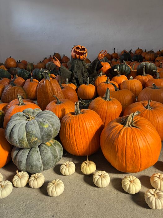 SALE DYNIE HALLOWEEN USA XXL jadalna bio dynia ozdobna biała baby boo ...