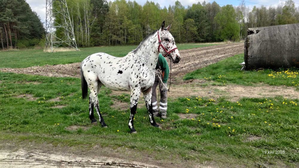 OGIER Gniady I Tarant Knapy • OLX.pl