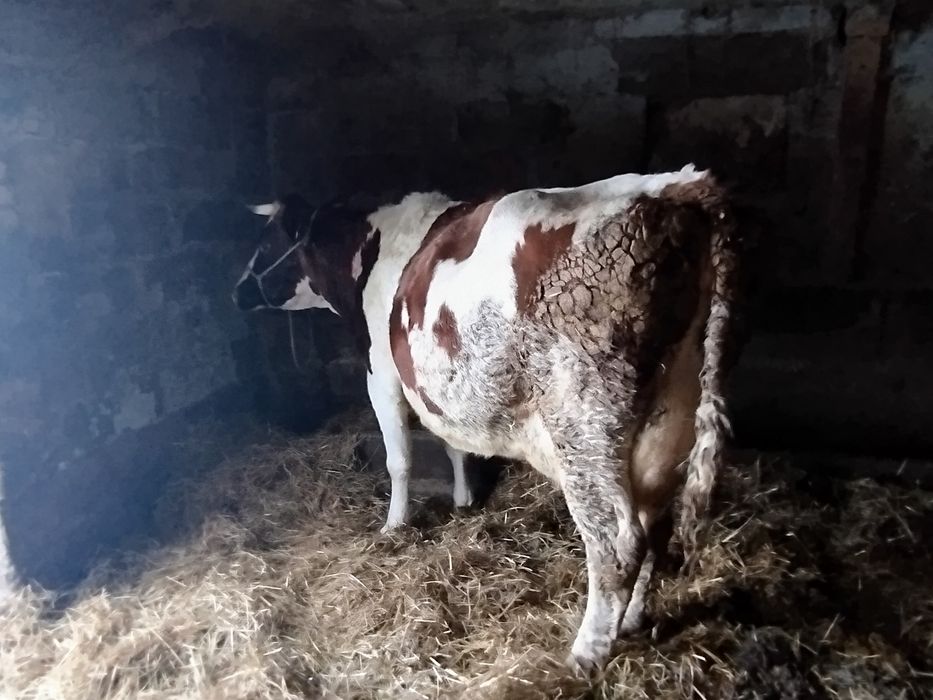 Sprzedam krowę wysoko cielną Ostrołęka • OLX.pl