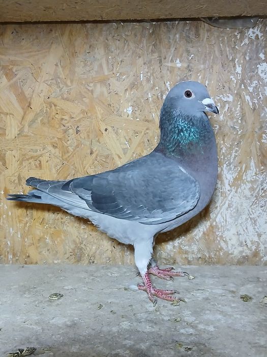 Golebie pocztowe Dzierżaniny • OLX.pl