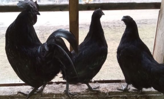 Kury kurczaki jajka jaja lęgowe sebrytka ayam silka brahma czubatka ...