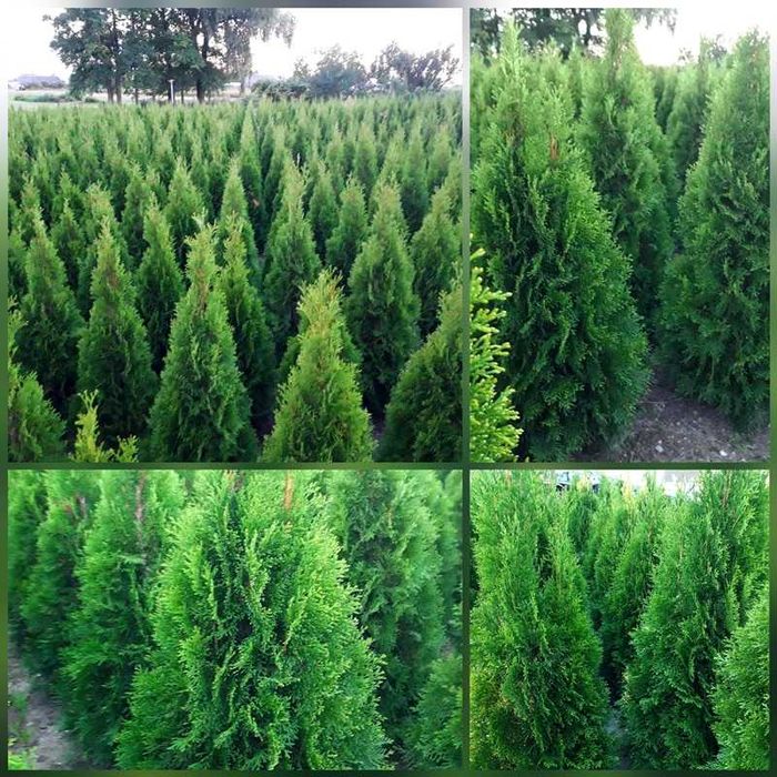 Tuja, tuje 150cm - 180cm szmaragd, drzewka Ślesin ozdobne, świeczki ...