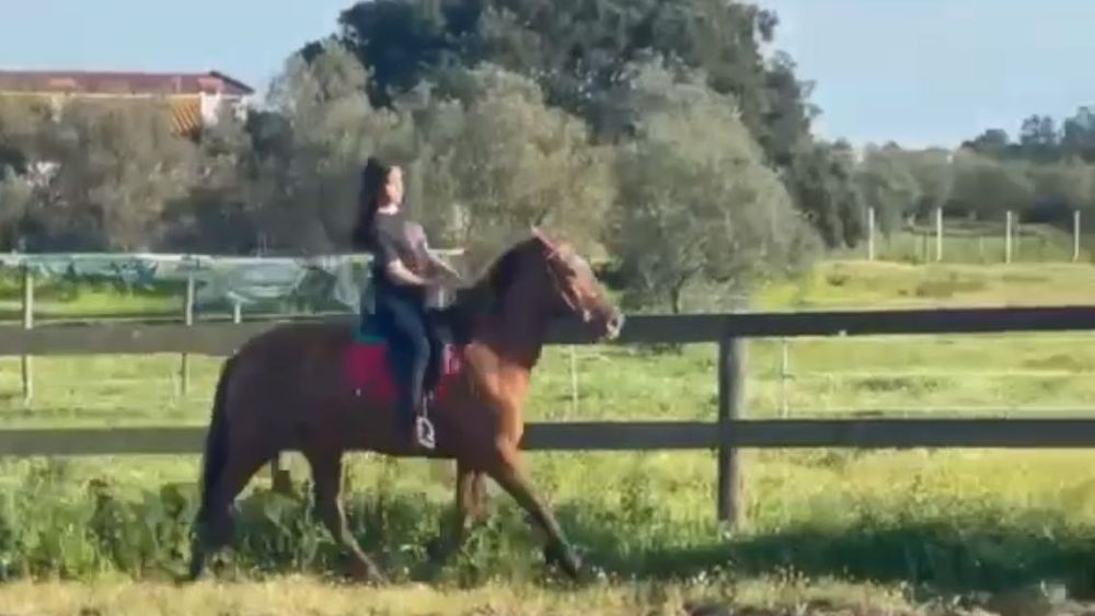 Égua PSI 3 anos e meio pronta para iniciar treino (até para crianças ...