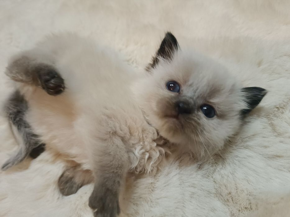 Kocurek ragdoll seal colorpoint Grudziądz • OLX.pl