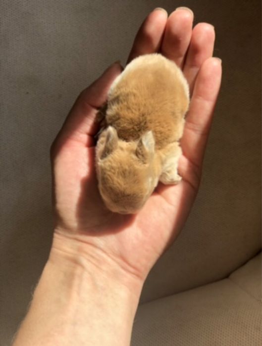 Królik karzelek miniaturka mini lop mini rex teddy Sochaczew • OLX.pl