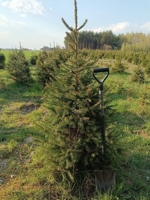 Świerk pospolity nasadenia żywopłot kopany w jute do ogrodu Warszawa ...