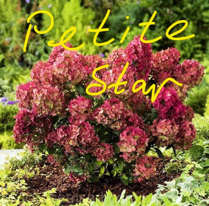 Гортензия Pastelgreen,Petit star, Diamontino,Frambousine, Mojito: 200 ...