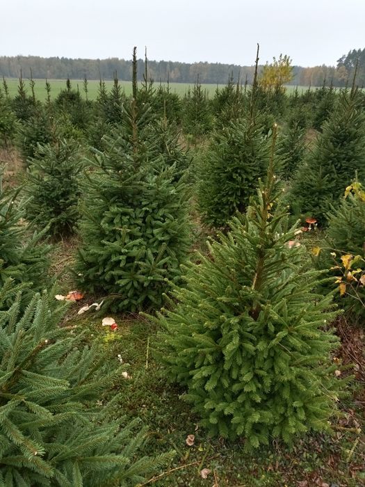 Świerk pospolity nasadenia żywopłot kopany w jute do ogrodu Warszawa ...