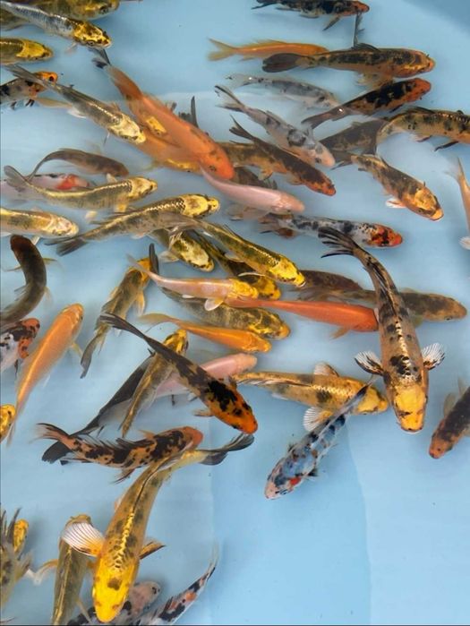 Ryby do stawów oczek wodnych karp karaś lin sum jesiotr sandacz orfa ...