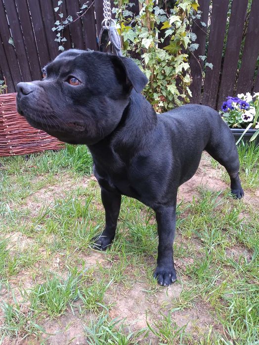 Staffordshire Bull Terrier Staffik Stafik krycie Reproduktor badania ...