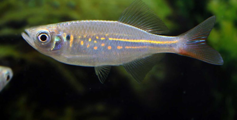 Danio malabarski - Devario malabaricus - Malabarskie - dowóz, wysyłka ...